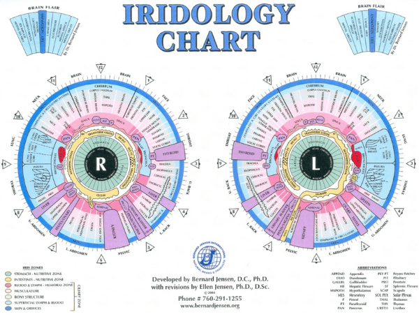 What Is Iridology How Does Iridology Work Iridology Surrey Hills